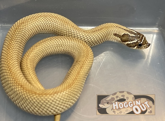 Super Anaconda 50% DH Snow Pos Het Evans Hypo Western Hognose by Hoggin Out