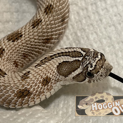 Hoggin Out - MorphMarket