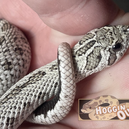 Hoggin Out - MorphMarket