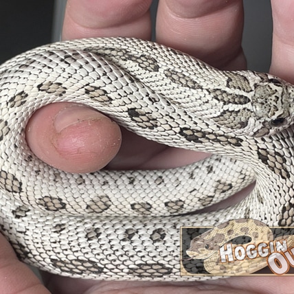 Hoggin Out - MorphMarket