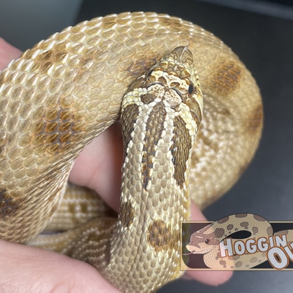 Hoggin Out - MorphMarket