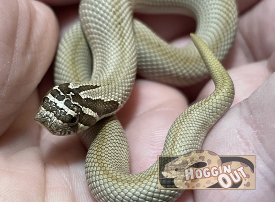 Arctic SuperConda 100% Het Albino & 50% Sable & Axanthic POS Evans Hypo ...