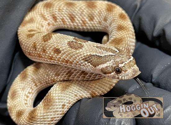Arctic Conda 100% Het Albino 50% Sable Western Hognose by Hoggin Out
