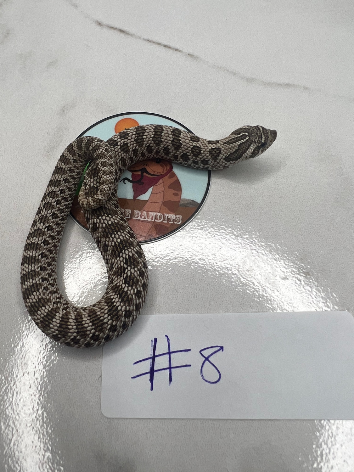 Arctic 50% Het Toffee Belly Western Hognose by Hognose Bandits LLC - MorphMarket