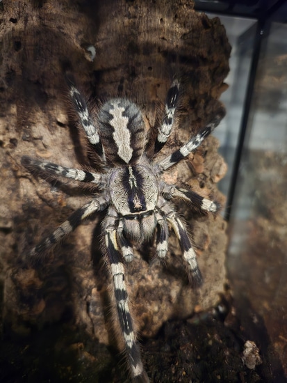 Poecilotheria Regalis Tarantula by Hogwildbill Exotic Pets