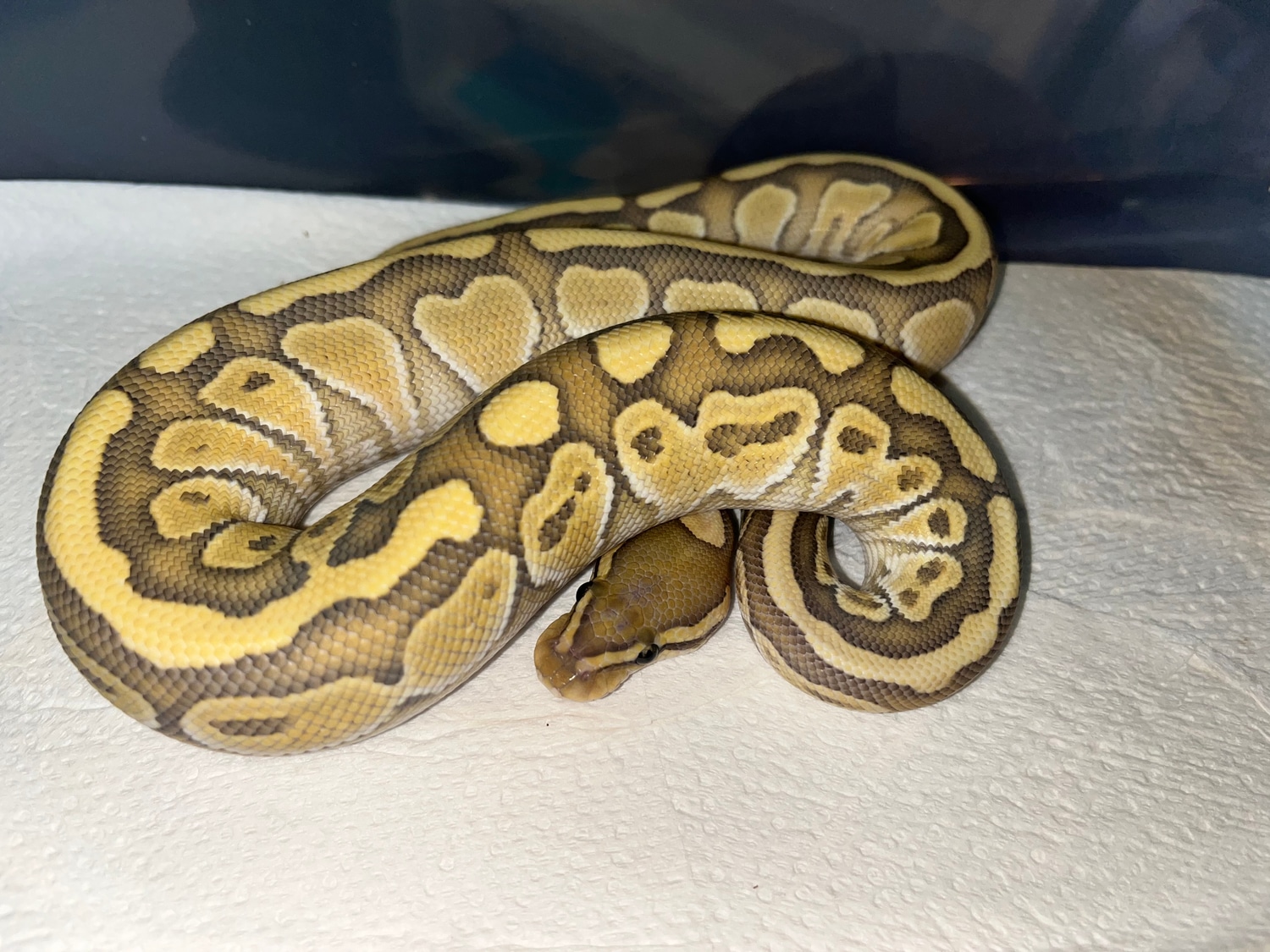 Lesser Hypo Het Clown Ball Python by Cold Blooded Kage - MorphMarket