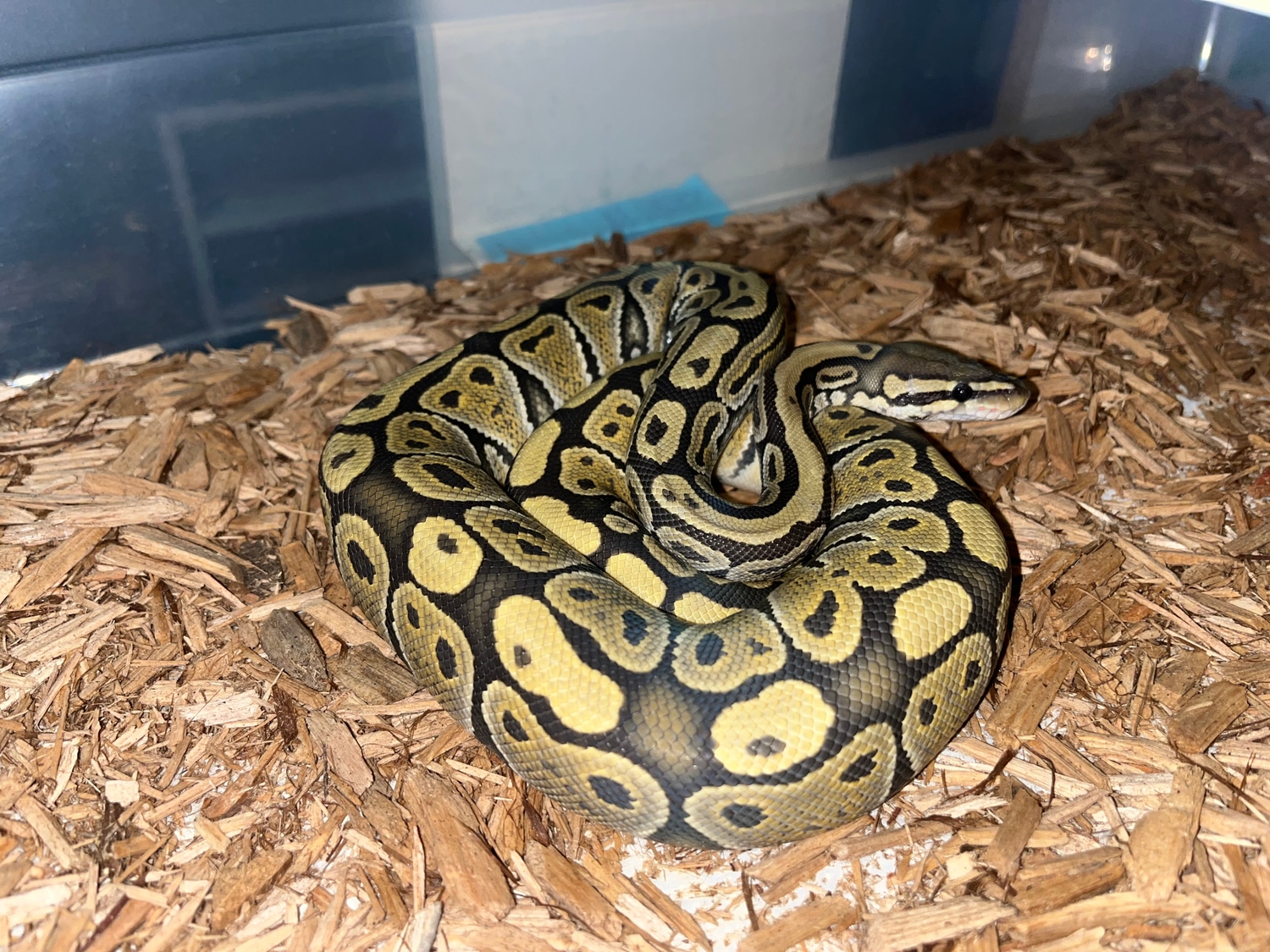 Hypo Het Clown Ball Python by Cold Blooded Kage - MorphMarket