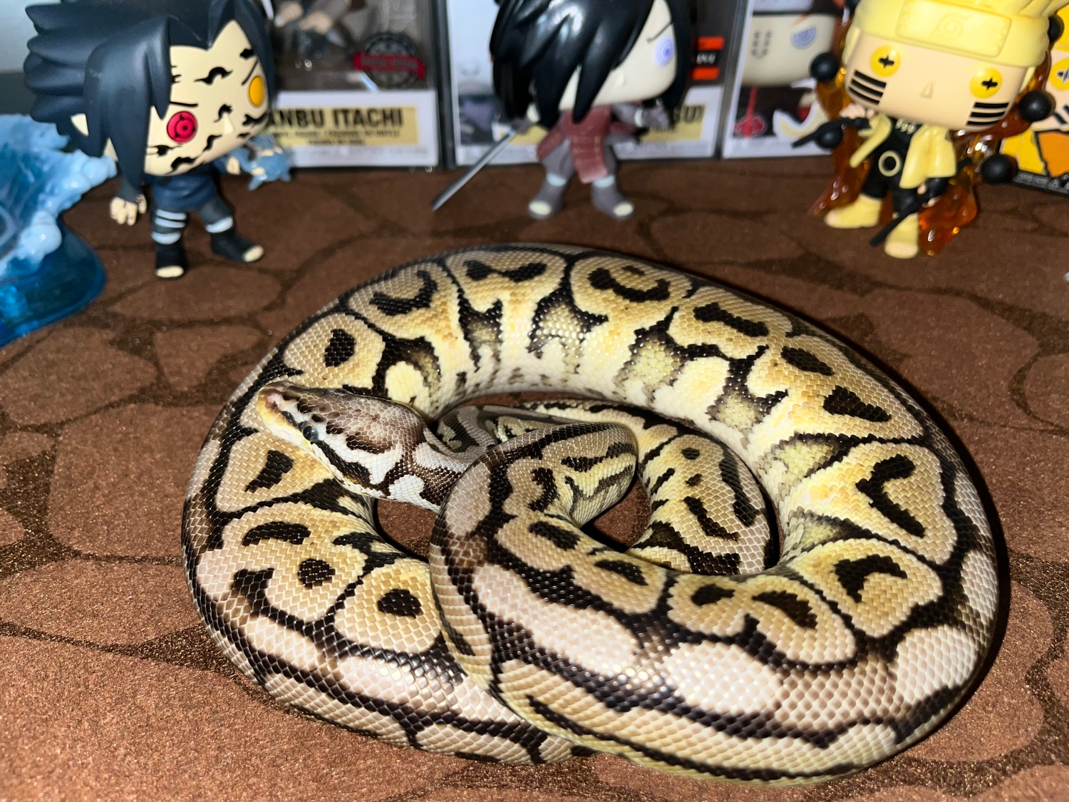HRA Spotnose Het Clown Ball Python by Cold Blooded Kage - MorphMarket