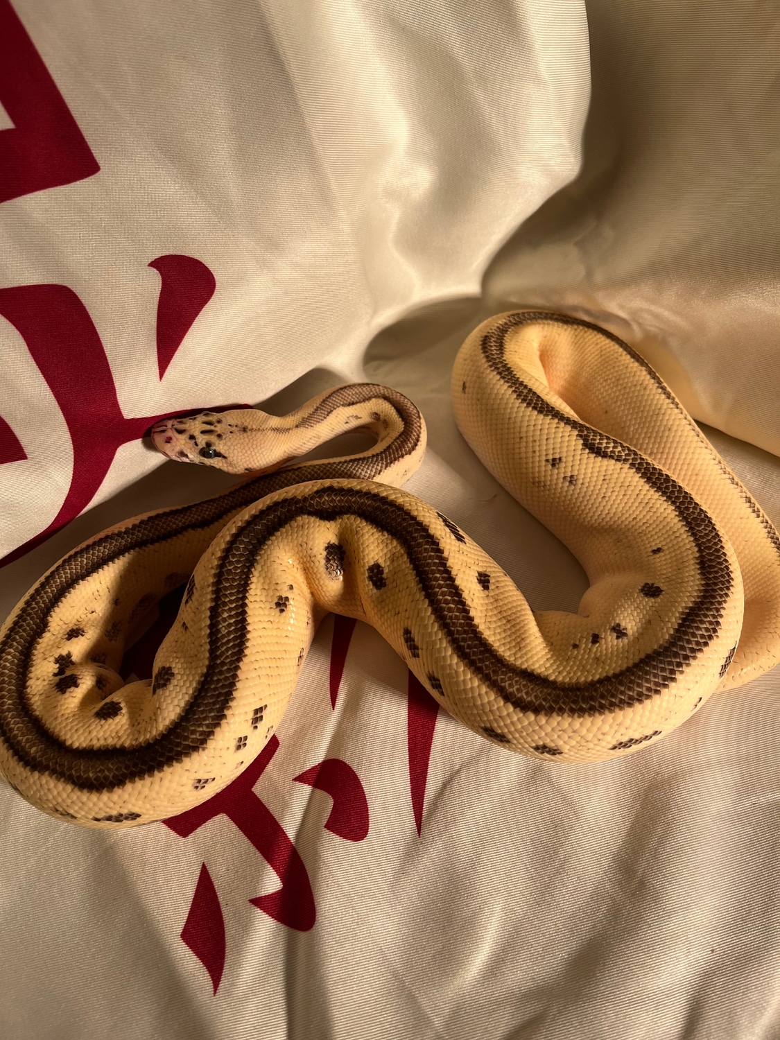 OBO!! Leopard Orange Dream Firefly Yellowbelly Clown Het Pied Ball ...