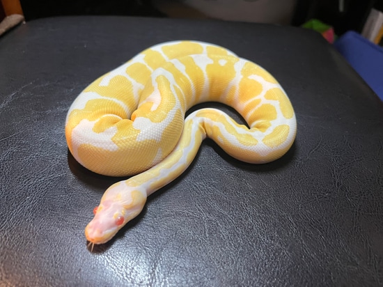 Scaleless Head Albino Super Fire Ball Python by Cold Blooded Kage