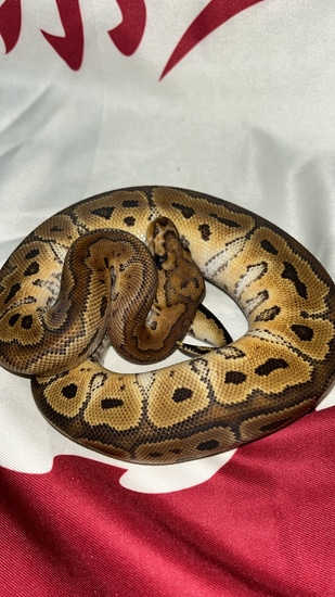 Red Stripe Clown Project Trio Ball Python by Cold Blooded Kage
