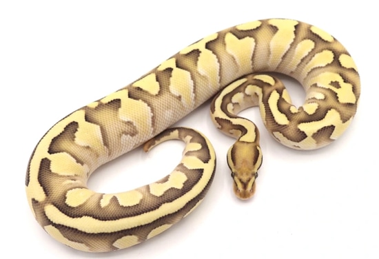 Fire Lesser Orange Dream Desert Ghost Het Clown Ball Python by Cold ...