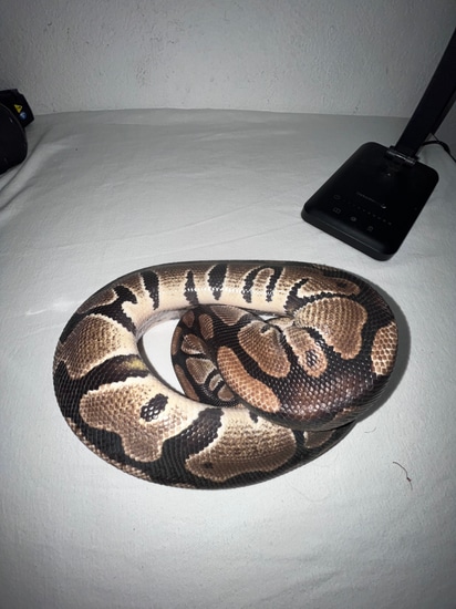 OBO! Normal Double Het Desert Ghost / Clown Ball Python by Cold Blooded Kage
