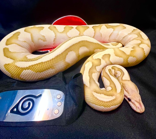 Lesser Fire Orange Dream Desert Ghost Het Clown Ball Python by Cold ...