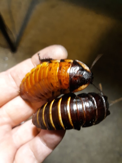 Madagascar Horned Hissing Cockroaches by Holly's Reptiles And More