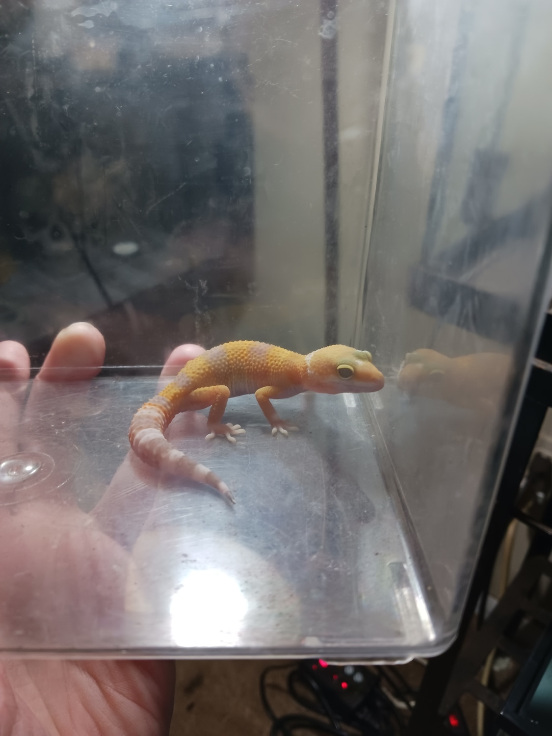 Super Hypo Tangerine Bell Albino Mix (Pet Only) Leopard Gecko by Holly ...