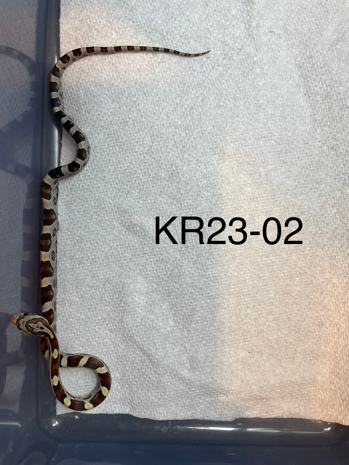 Caramel Het Motley Ultra/amel Corn Snake by Corn Town Cornsnakes - MorphMarket