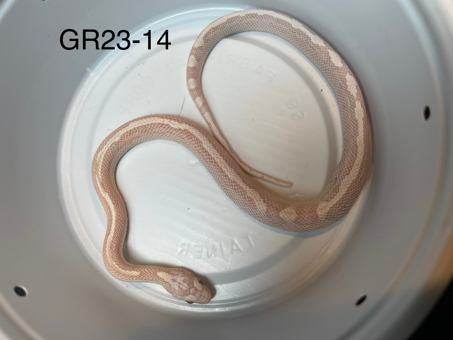 Snow Motley Corn Snake by Corn Town Cornsnakes - MorphMarket