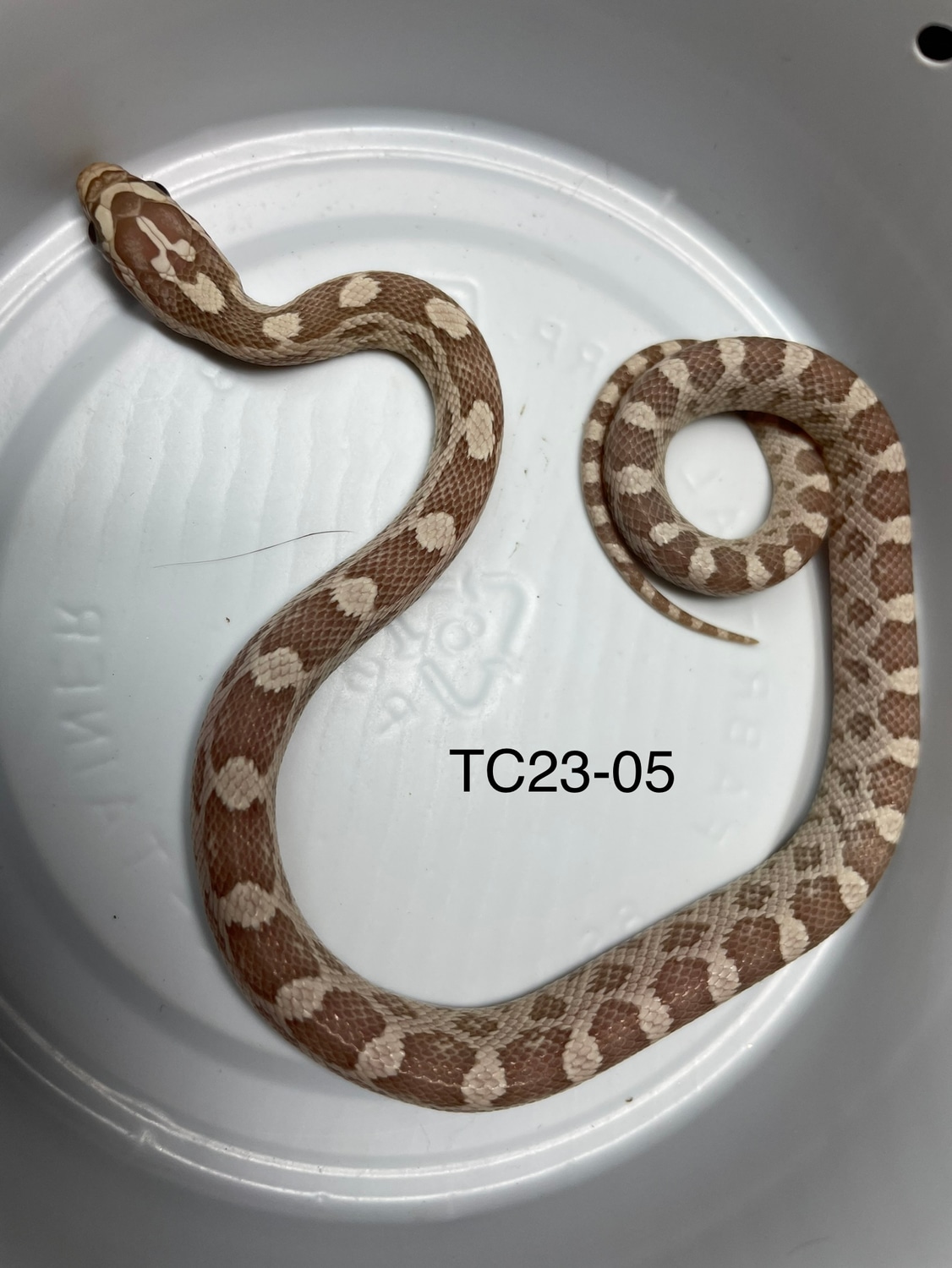 Ultramel Anery Corn Snake by Corn Town Cornsnakes - MorphMarket