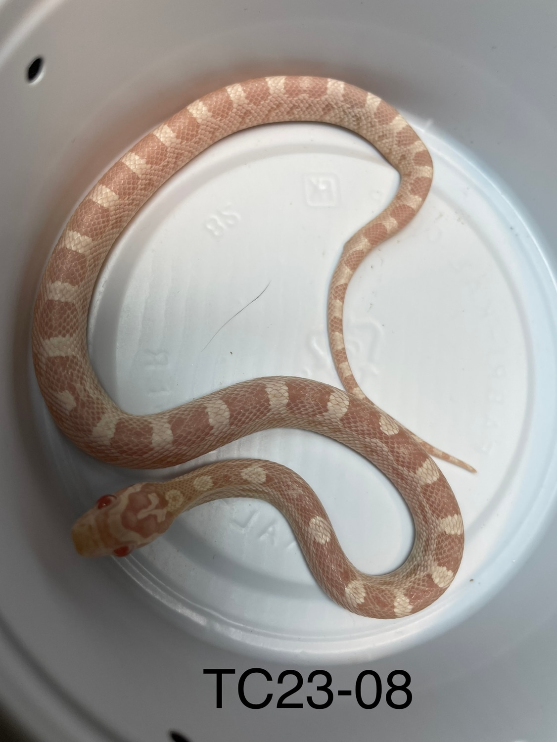 Snow Corn Snake by Corn Town Cornsnakes - MorphMarket