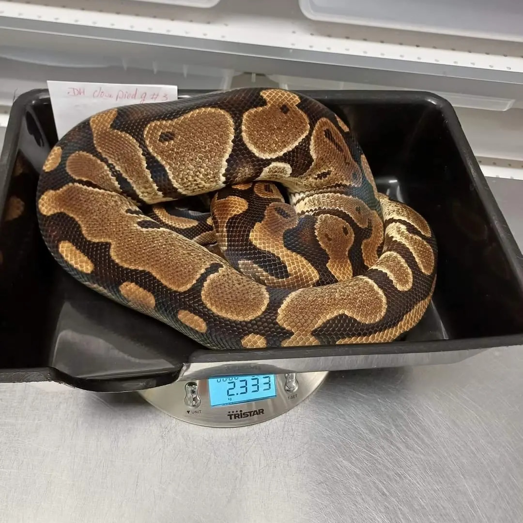 DH Clown Pied Ball Python by Hollandsnakes - MorphMarket