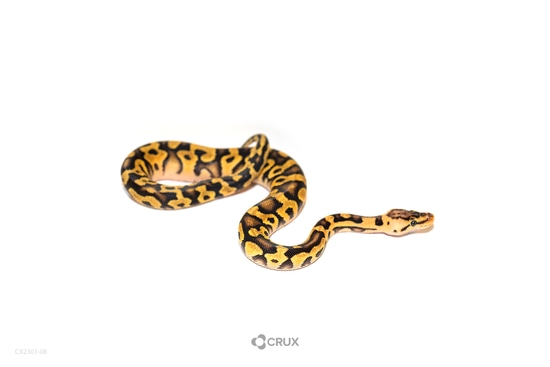 Pastel Tripple Het Cryptic Clown G-Stripe Ball Python by CRUX Reptiles LLC