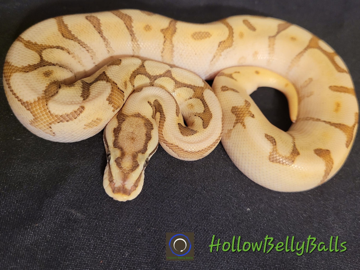 Super Enchi Lesser Fire Spotnose Ball Python by Hollow Belly Balls ...