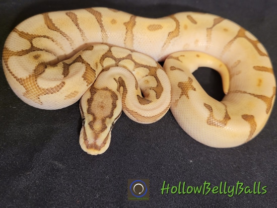 Super Enchi Lesser Fire Spotnose Ball Python by Hollow Belly Balls