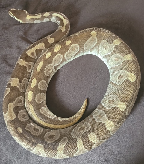 Mochi Proven Breeder Ball Python by Hollow Belly Balls