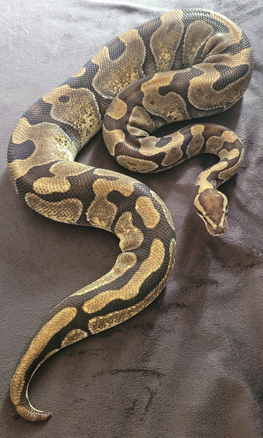 2018 Orange Dream Enchi Female Proven Breeder 1929g Ball Python by ...