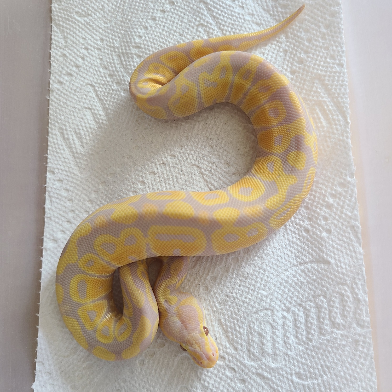 2020 Pastel Candy Male Ball Python by Hollywood Balls - MorphMarket