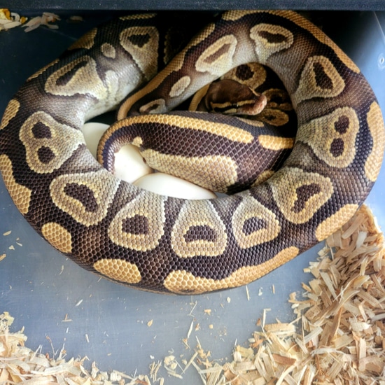 Proven Mojave Het Candy Ball Python by Hollywood Balls