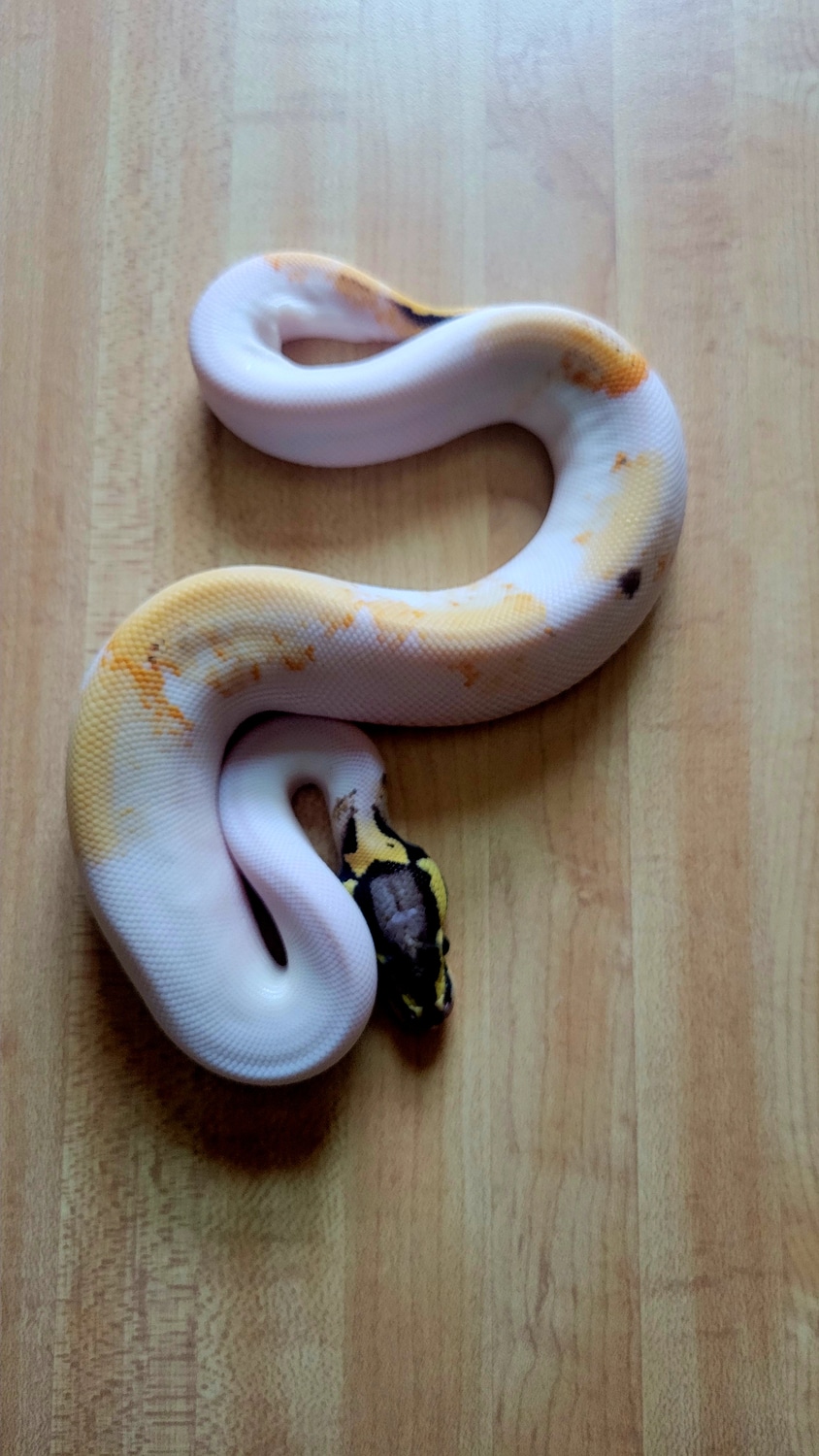 2022 Super Pastel Yellowbelly Pied Male Ball Python by Hollywood Balls ...