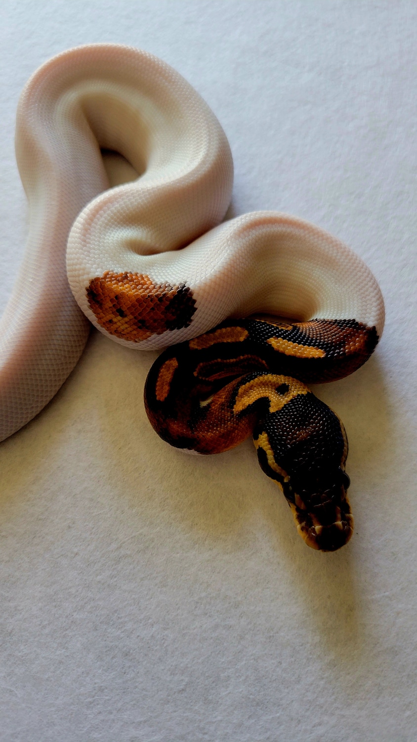 Piebald 66% Pos Het Lavender Ball Python by Hollywood Balls - MorphMarket