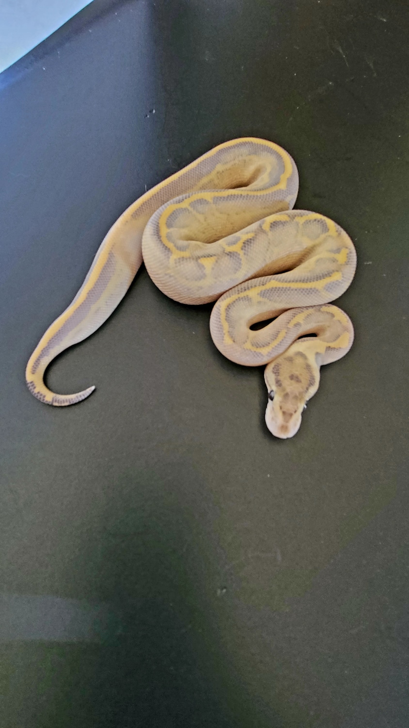 Leopard Ivory Ball Python by Hollywood Balls - MorphMarket