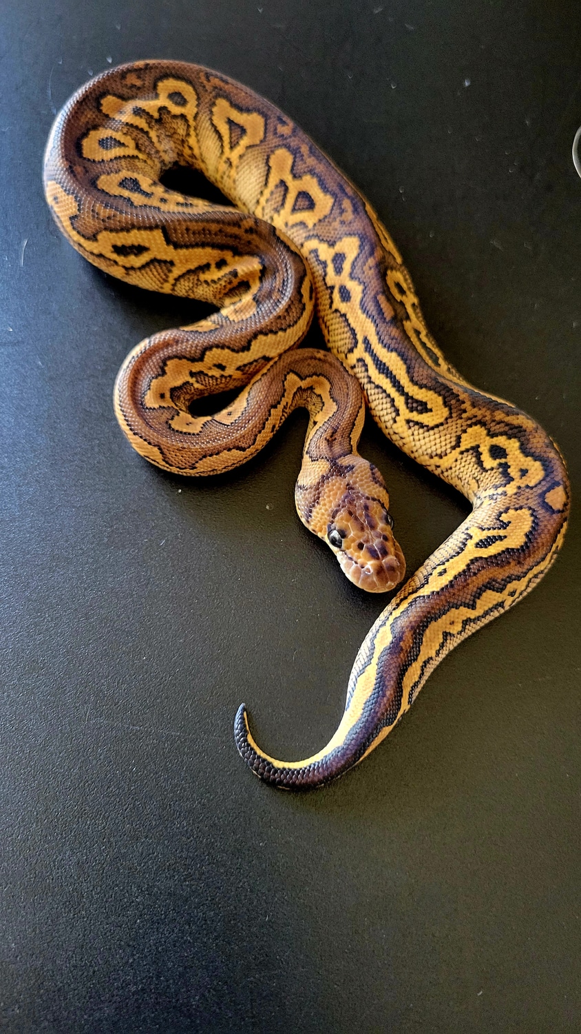 Black Pastel Redstripe Yellowbelly Clown Ball Python by Hollywood Balls ...