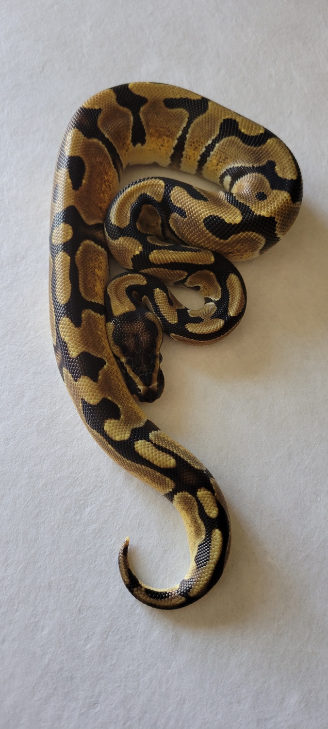 Pastel Enchi DH VPI Axanthic/Pied Ball Python by Hollywood Balls ...