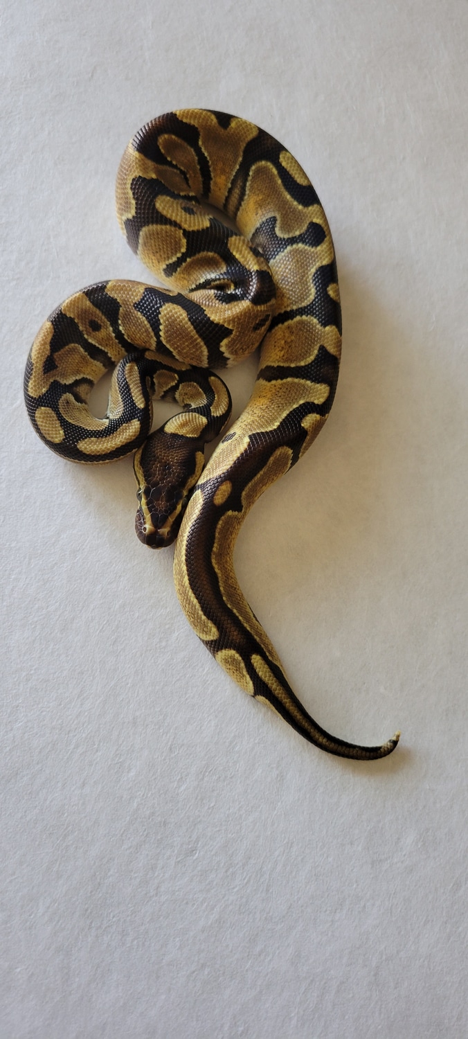 Pastel Enchi DH VPI Axanthic/Pied Ball Python by Hollywood Balls ...