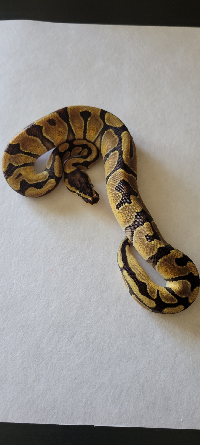 Pastel Enchi DH VPI Axanthic/Pied Ball Python by Hollywood Balls ...