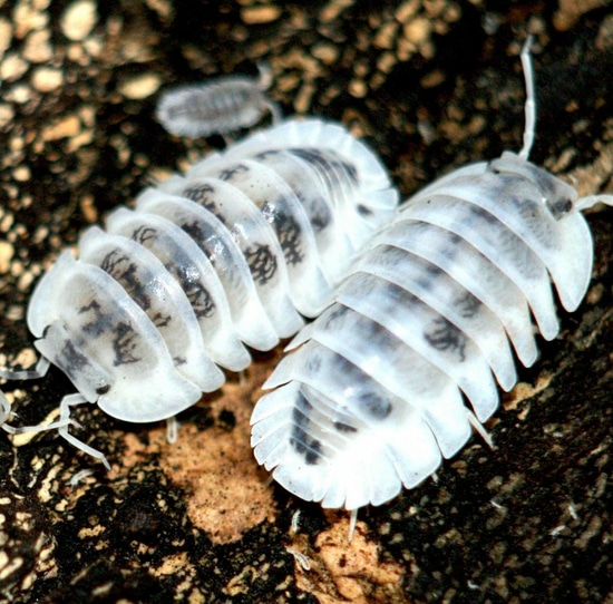 6ct. Shiro Utsuri Isopods - (Free Shipping) by Holy-Poly Isopods LLC