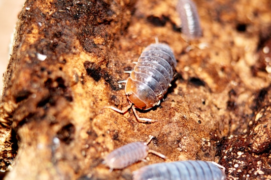 10ct. Vietnam Isopods - (Free Shipping) by Holy-Poly Isopods LLC