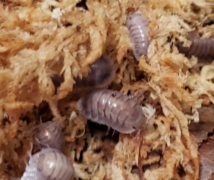 20ct. Giant Canyon - (Free Shipping) Isopod by Holy-Poly Isopods ...