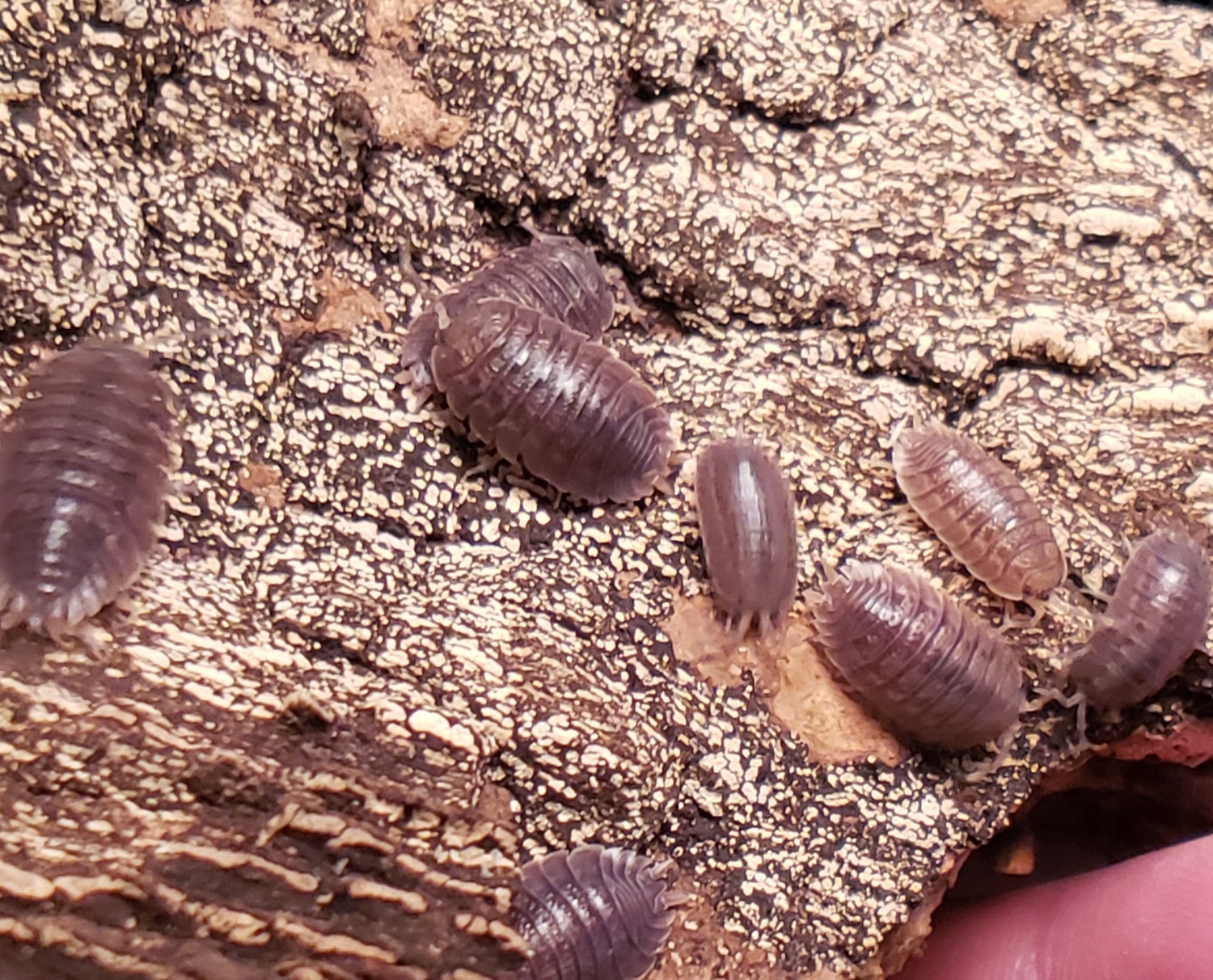 20ct. Giant Canyon - (Free Shipping) Isopod by Holy-Poly Isopods ...