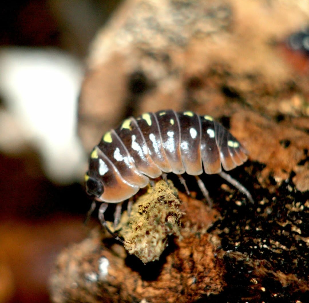 12ct. Clown (Montenegro) - $30 Isopod by Holy-Poly Isopods - MorphMarket