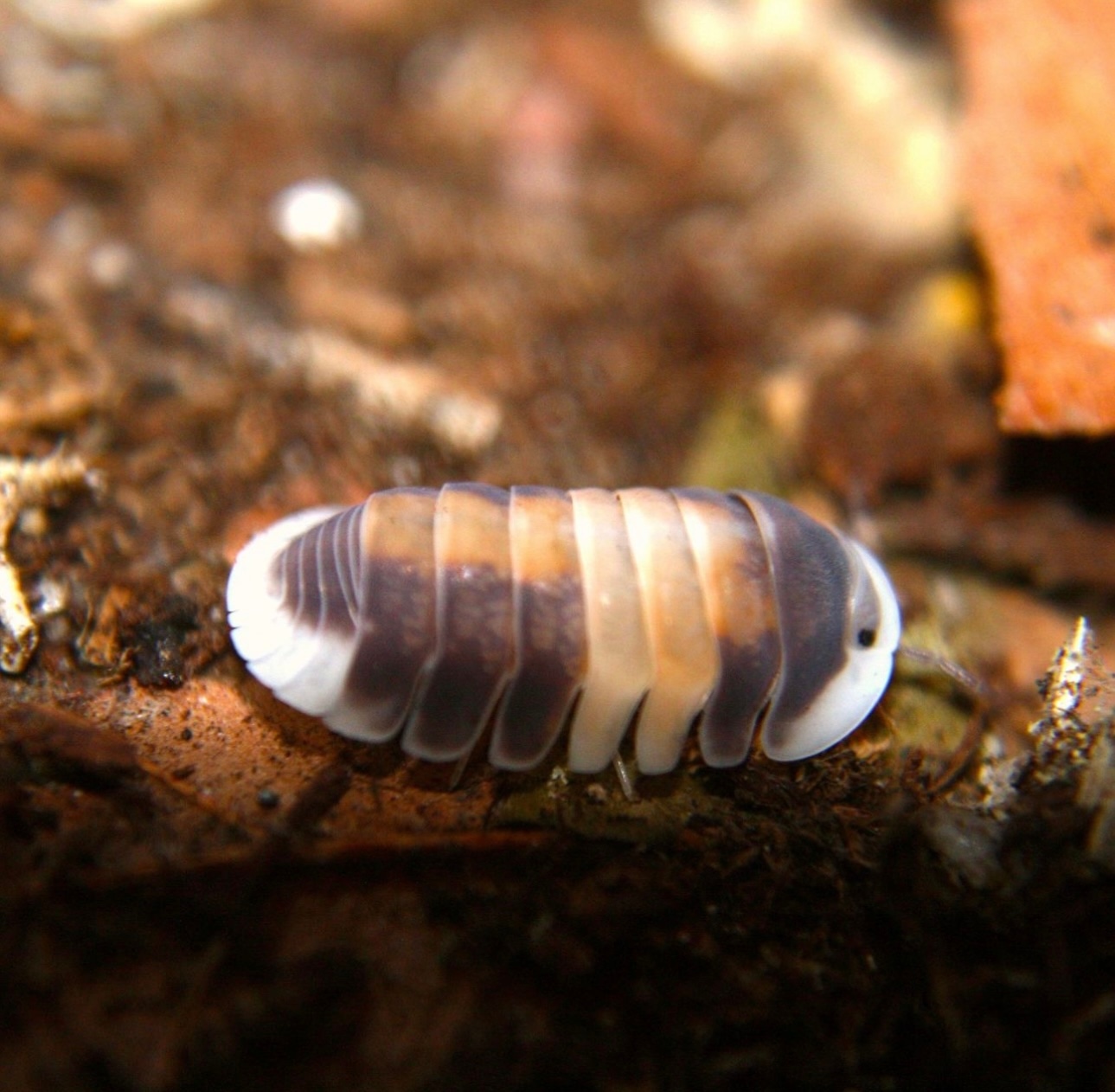 5ct. Cappucino - (Free Shipping) Isopod by Holy-Poly Isopods - MorphMarket