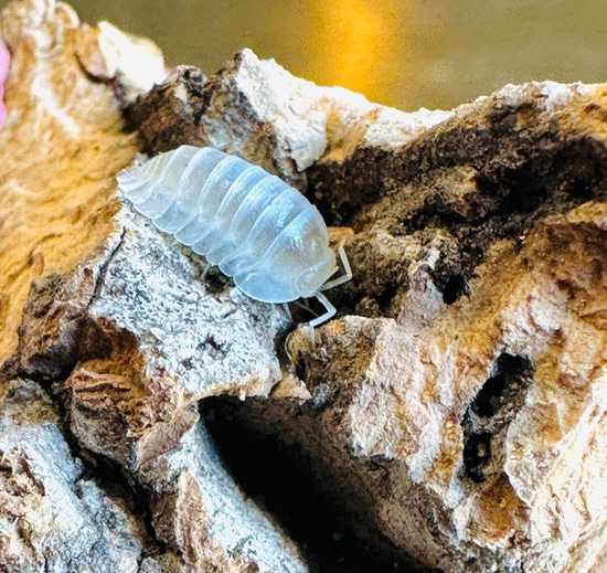 6ct. Yeti Isopods - (Free Shipping) by Holy-Poly Isopods LLC