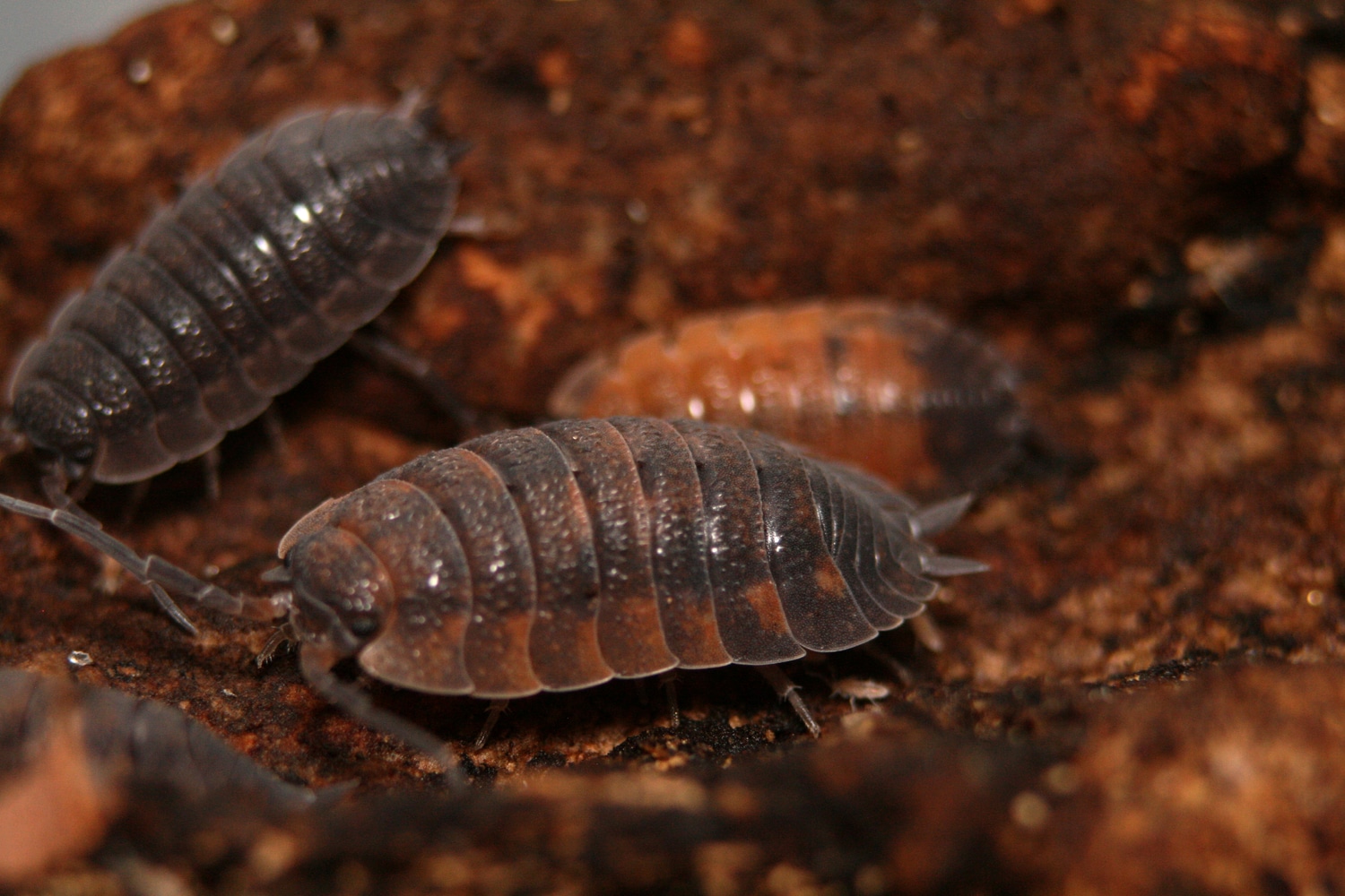 12 Lava Isopod by Holy-Poly Isopods - MorphMarket