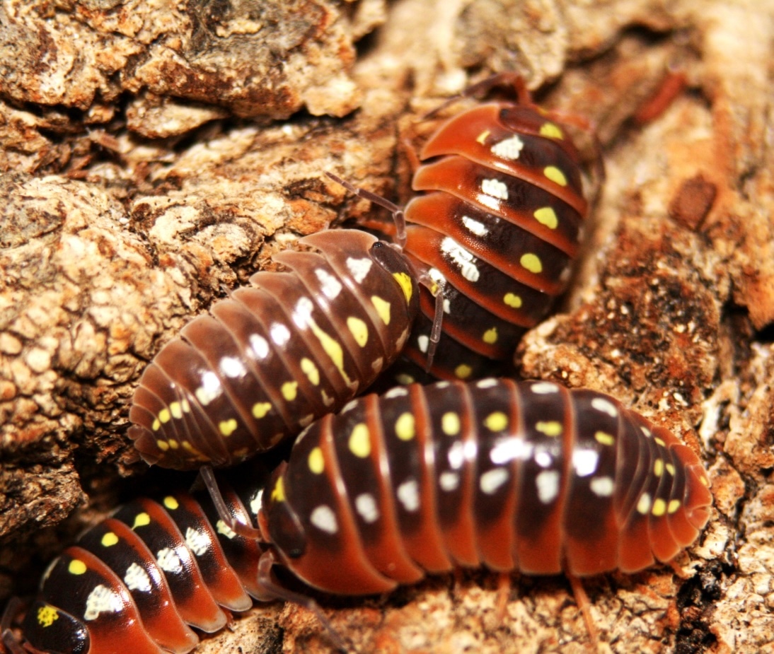 15ct. Clown - (Free Shipping) Isopod by Holy-Poly Isopods - MorphMarket