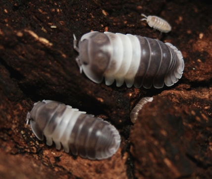 (RARE) 7 Ct. Merulanella Red Ember Bee (Free Shipping) Isopod by Holy ...