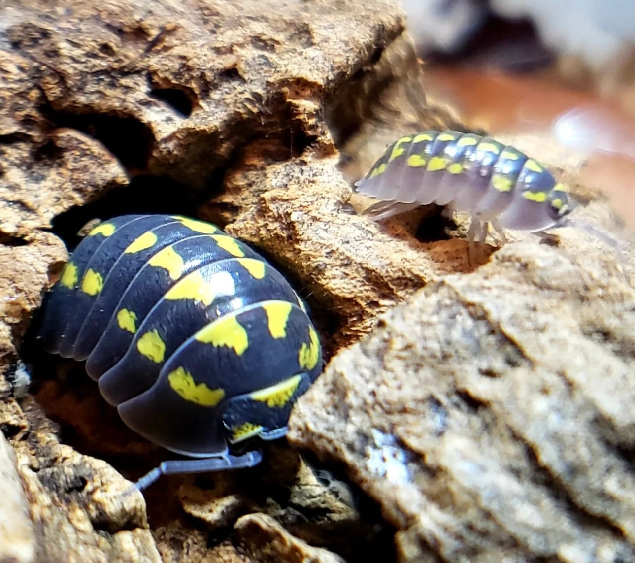 6ct. Gestroi - (Free Shipping) Isopod by Holy-Poly Isopods LLC ...